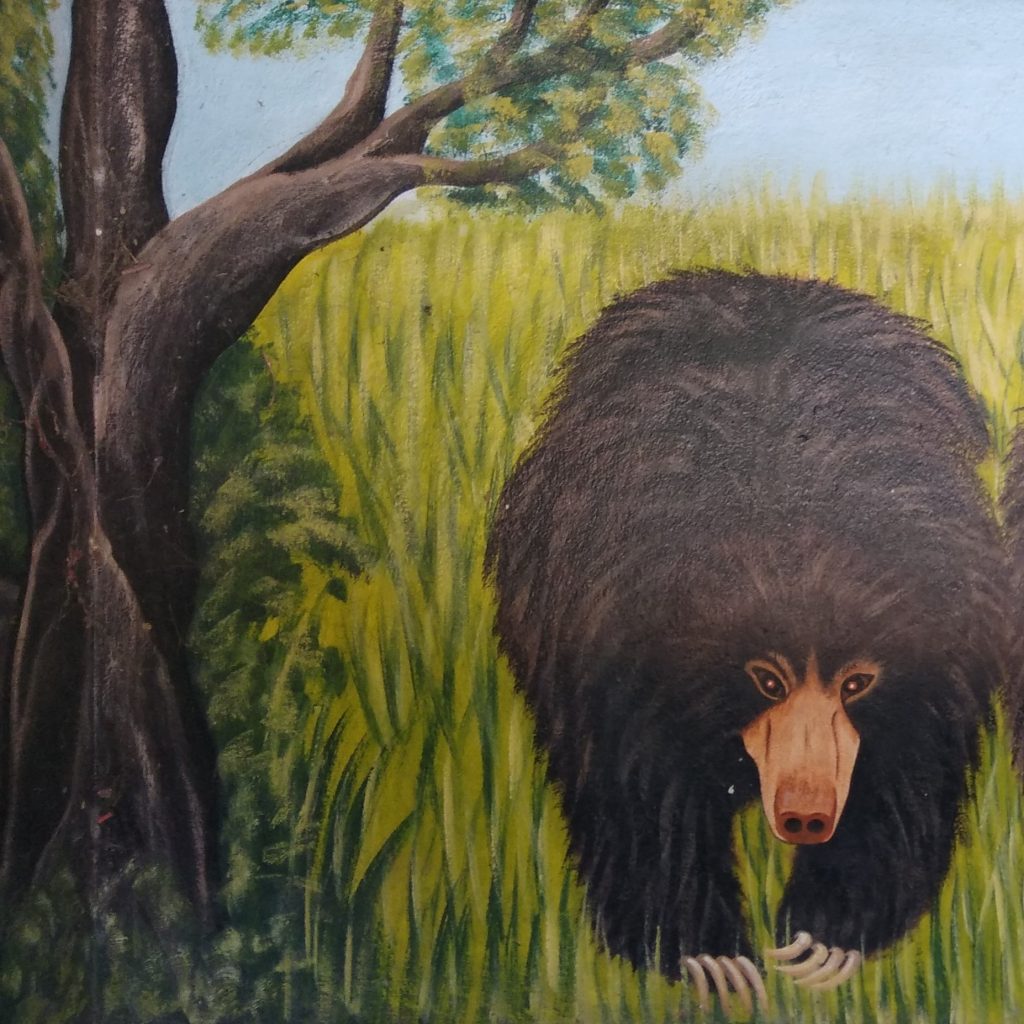 Joida taluk: Bear Attacks on the Rise in Uttara Kannada (UK) district ...